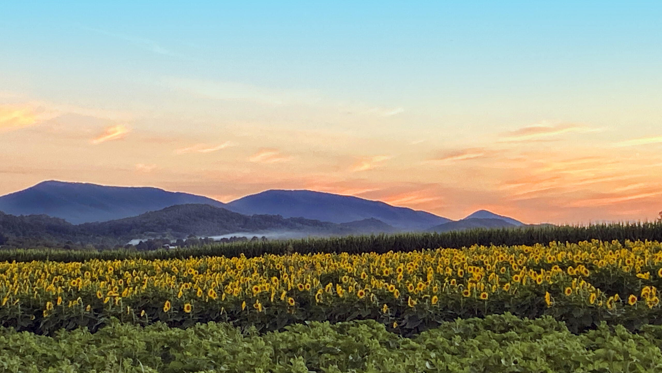 About Beaver Dam Farm · Beaver Dam Sunflowers